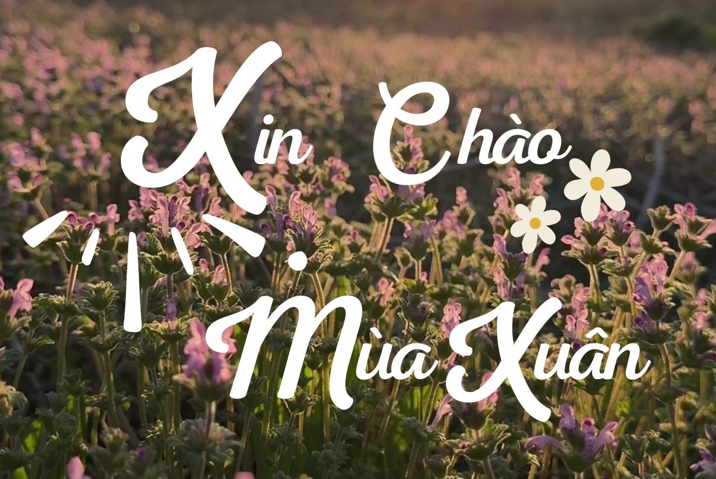 Xin chào mùa xuân! - Nippon Kodo Viet Nam